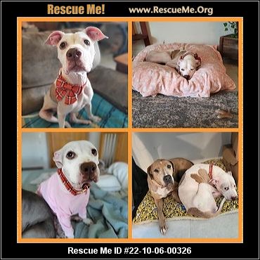 - Florida Pit Bull Rescue - ADOPTIONS - Rescue Me!
