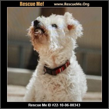 - California Poodle Rescue - ADOPTIONS - Rescue Me!