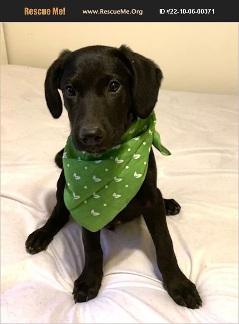 ADOPT 22100600371 ~ Lab Rescue ~ New Hampshire