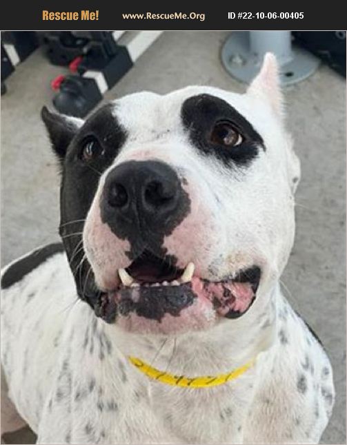 ADOPT 22100600405 ~ Pit Bull Rescue ~ Houston, TX