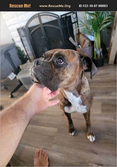 ADOPT 22100700003 ~ Boxer Rescue ~ Oxnard, CA