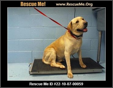- California Lab Rescue - ADOPTIONS - Rescue Me!