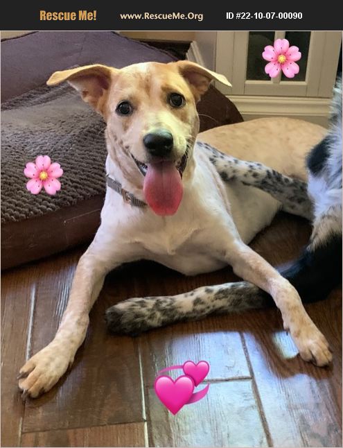 ADOPT 22100700090 ~ Australian Cattle Dog Rescue ~ Colorado