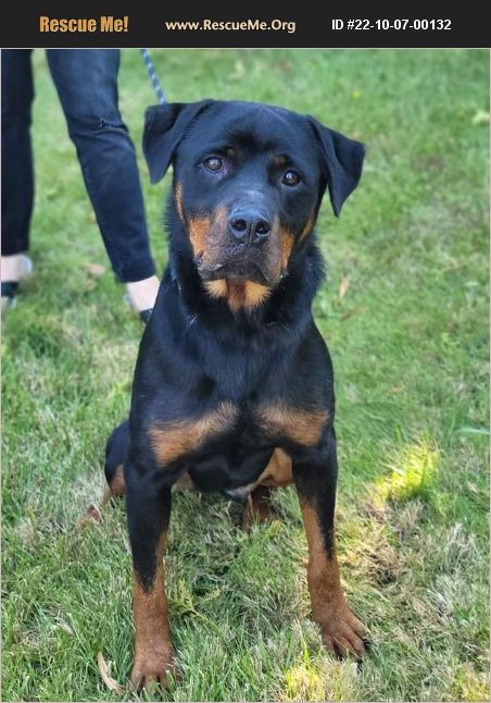 ADOPT 22100700132 ~ Rottweiler Rescue ~ new london, WI
