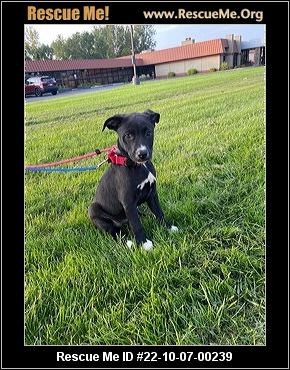 - New York Dog Rescue - ADOPTIONS - Rescue Me!