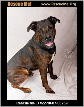 - Utah Dog Rescue - ADOPTIONS - Rescue Me!