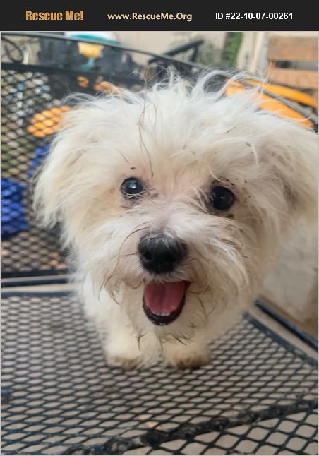 ADOPT 22100700261 ~ Maltese Rescue ~ Miami, OK