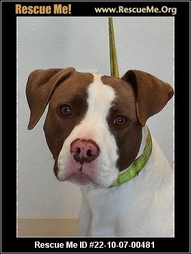 - Colorado Pit Bull Rescue - ADOPTIONS - Rescue Me!