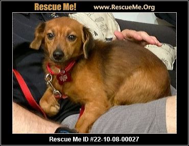 - New York Dog Rescue - ADOPTIONS - Rescue Me!
