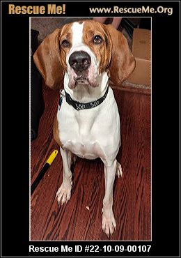 - Minnesota Dog Rescue - ADOPTIONS - Rescue Me!