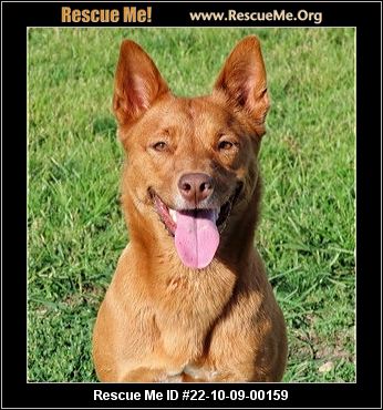 - New York Dog Rescue - ADOPTIONS - Rescue Me!