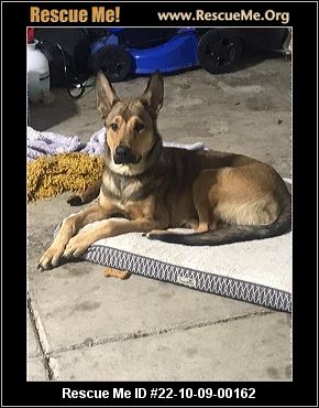 - Indiana German Shepherd Rescue - ADOPTIONS - Rescue Me!