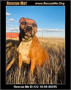 - Colorado Pit Bull Rescue - ADOPTIONS - Rescue Me!