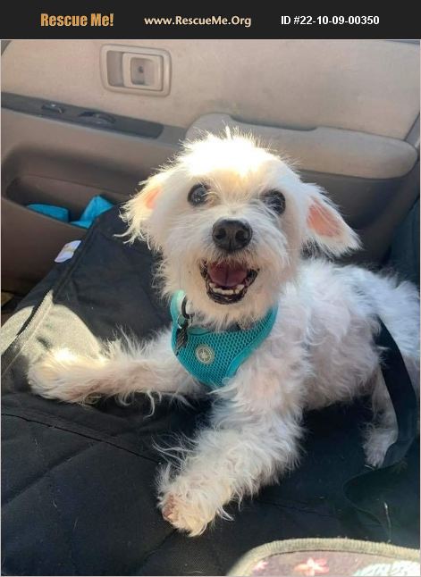 ADOPT 22100900350 ~ Maltese Rescue ~ Marana, AZ