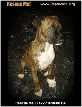 - Texas Boxer Rescue - ADOPTIONS - Rescue Me!