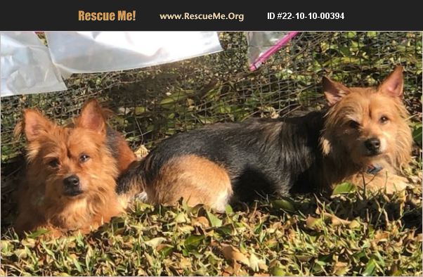 ADOPT 22101000394 ~ Silky Terrier Rescue ~ Naples, FL