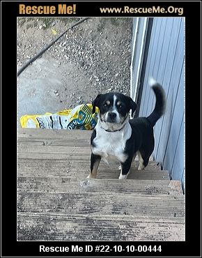 - California Jack Russell Rescue - ADOPTIONS - Rescue Me!