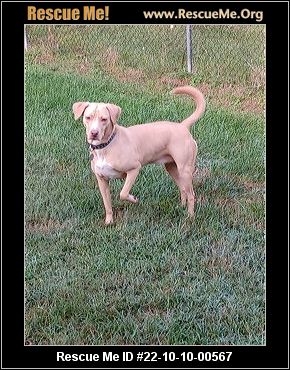 - Maryland Dog Rescue - ADOPTIONS - Rescue Me!