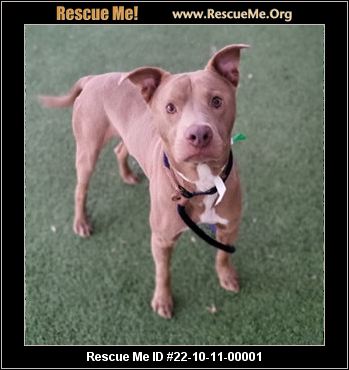 - Arizona Pit Bull Rescue - ADOPTIONS - Rescue Me!