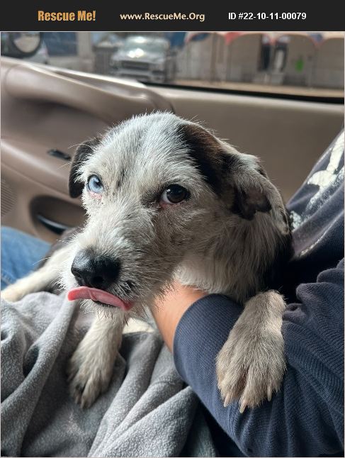 ADOPT 22101100079 ~ Parson Russell Terrier Rescue ~ San Diego, CA