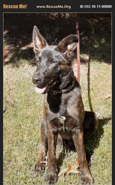 ADOPT 22101100088 ~ Dutch Shepherd Rescue ~ Thomaston or Other, GA