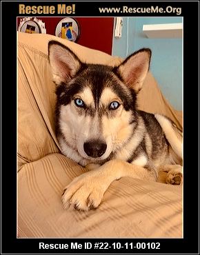 - South Carolina Dog Rescue - ADOPTIONS - Rescue Me!