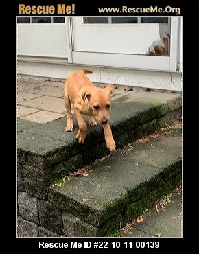 - New York Dog Rescue - ADOPTIONS - Rescue Me!