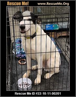 - New York Dog Rescue - ADOPTIONS - Rescue Me!