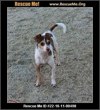 - California Jack Russell Rescue - ADOPTIONS - Rescue Me!