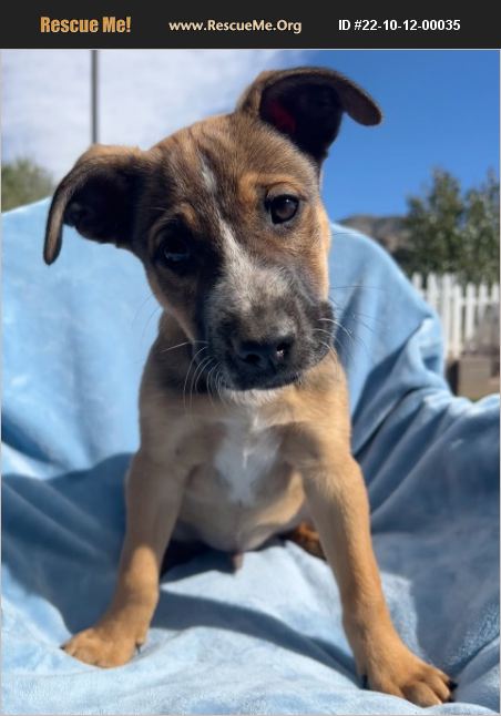 ADOPT 22101200035 ~ Lab Rescue ~ Albuquerque, NM
