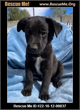 - New Mexico Dog Rescue - ADOPTIONS - Rescue Me!