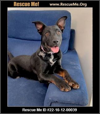 - New Mexico Dog Rescue - ADOPTIONS - Rescue Me!