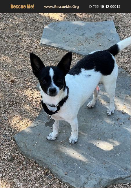 ADOPT 22101200043 ~ Rat Terrier Rescue ~ San Antonio, TX