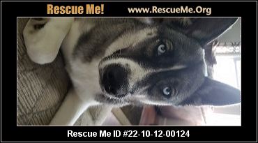 - Ohio Siberian Husky Rescue - ADOPTIONS - Rescue Me!