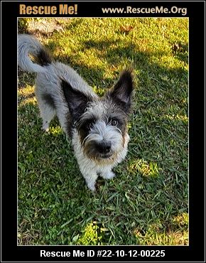 - Florida Poodle Rescue - ADOPTIONS - Rescue Me!