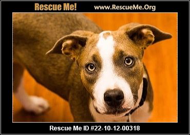 - Georgia Border Collie Rescue - ADOPTIONS - Rescue Me!