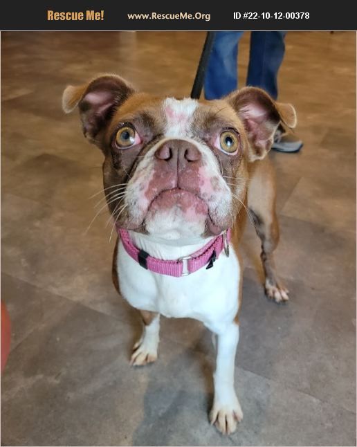 ADOPT 22101200378 ~ Boston Terrier Rescue ~ Lisbon, OH