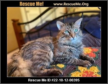 - Washington Cat Rescue - ADOPTIONS - Rescue Me!