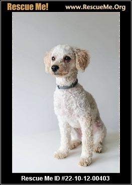 - California Poodle Rescue - ADOPTIONS - Rescue Me!