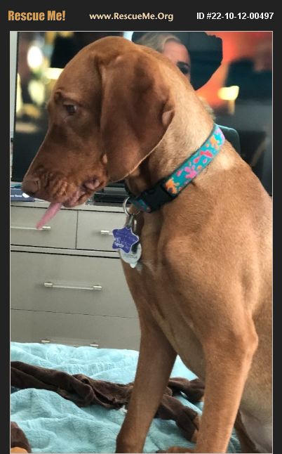ADOPT 22101200497 ~ Vizsla Rescue ~ Venice, FL