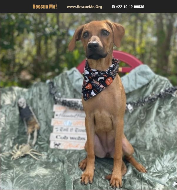 ADOPT 22101200535 ~ Black Mouth Cur Rescue ~ Sebring, FL