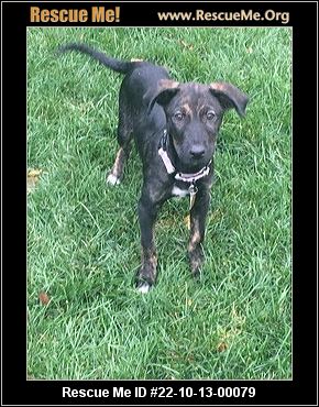 - Michigan Dog Rescue - ADOPTIONS - Rescue Me!