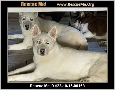 - Ohio Siberian Husky Rescue - ADOPTIONS - Rescue Me!