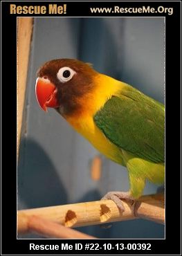 - Washington Pet Bird Rescue - ADOPTIONS - Rescue Me!