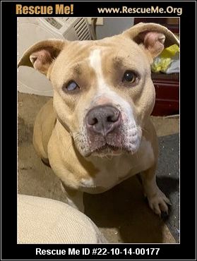 - Tennessee Pit Bull Rescue - ADOPTIONS - Rescue Me!