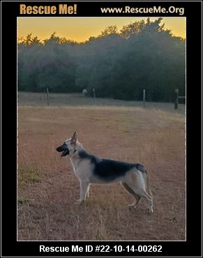 - Texas German Shepherd Rescue - ADOPTIONS - Rescue Me!
