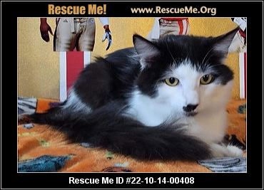 - Arizona Cat Rescue - ADOPTIONS - Rescue Me!