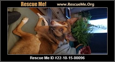 - New York Dog Rescue - ADOPTIONS - Rescue Me!