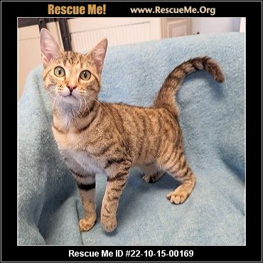 - Missouri Cat Rescue - ADOPTIONS - Rescue Me!