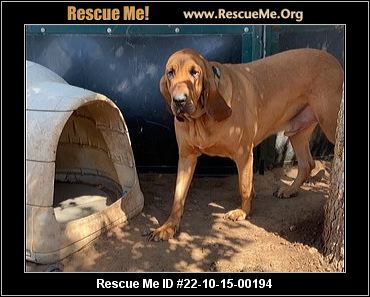 - Texas Bloodhound Rescue - ADOPTIONS - Rescue Me!